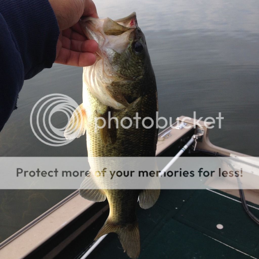 topwater frog was killing today | Lake St. Clair Fishing Forum